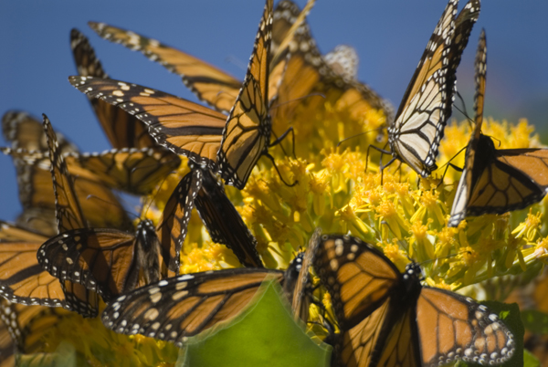 Bosque Mesófilo de Montaña: Bosque Mesófilo de Montaña